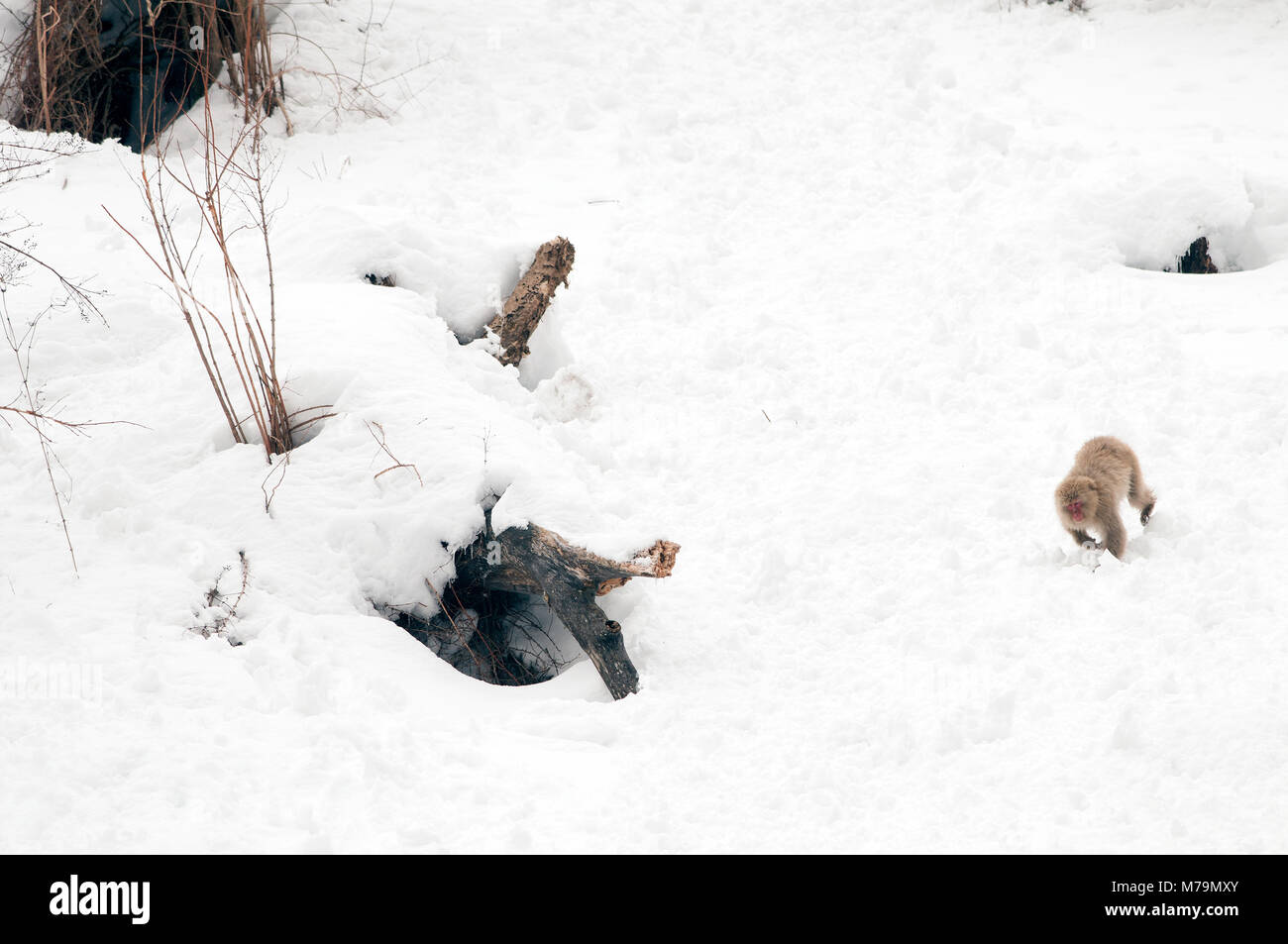 Japanese macaque or snow japanese monkey running in the snow (Macaca ...