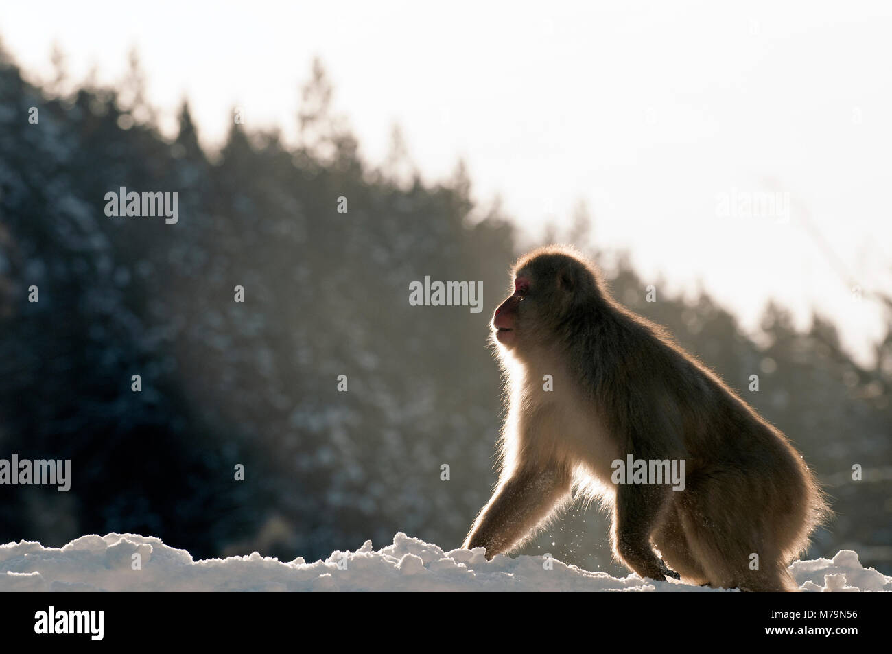 Japanese macaque or snow japanese monkey , in the snow (Macaca fuscata ...