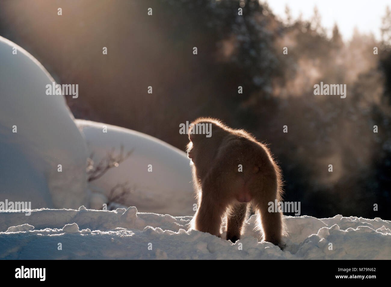 Japanese macaque or snow japanese monkey , in the snow (Macaca fuscata ...