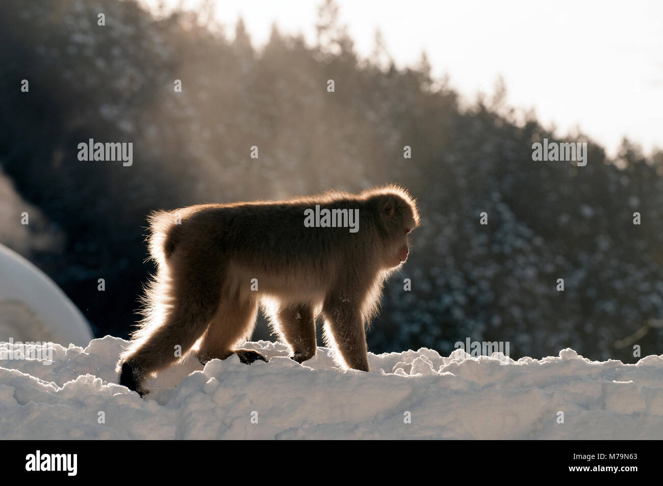 Japanese macaque or snow japanese monkey , in the snow (Macaca fuscata ...