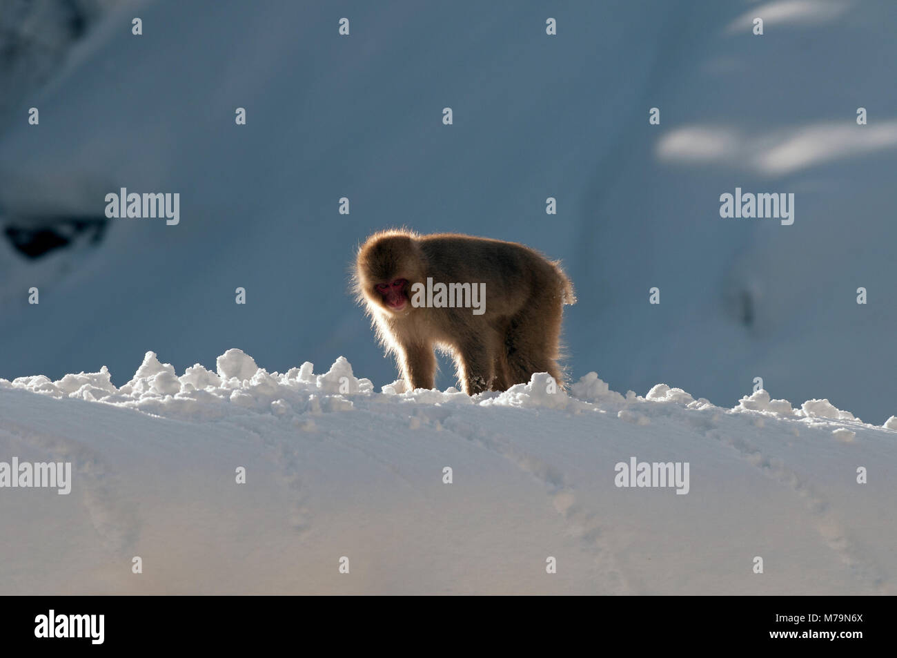 Japanese macaque or snow japanese monkey , in the snow (Macaca fuscata ...
