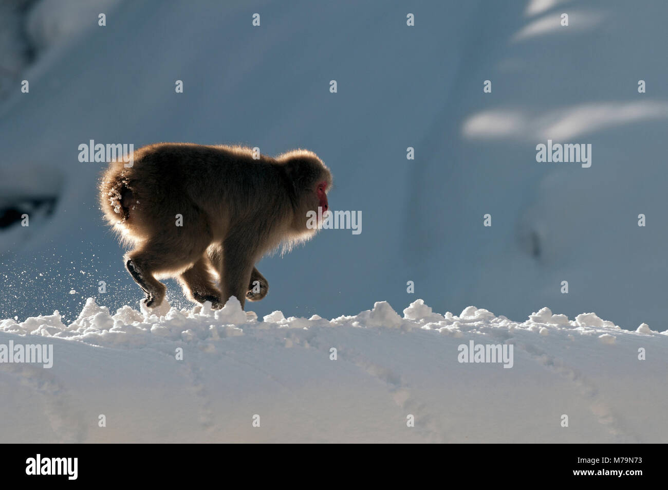 Monkey running hi-res stock photography and images - Alamy