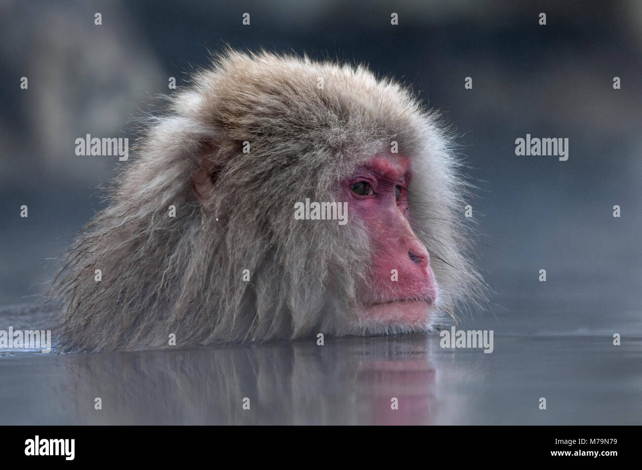 Japanese macaque or snow japanese monkey (Macaca fuscata),Japan Stock ...