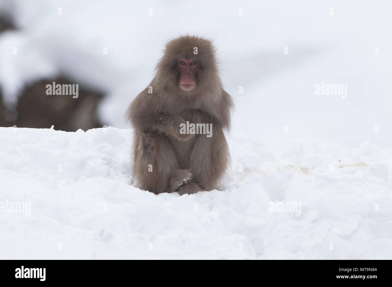 Japanese macaque or snow japanese monkey (Macaca fuscata),Japan Stock ...