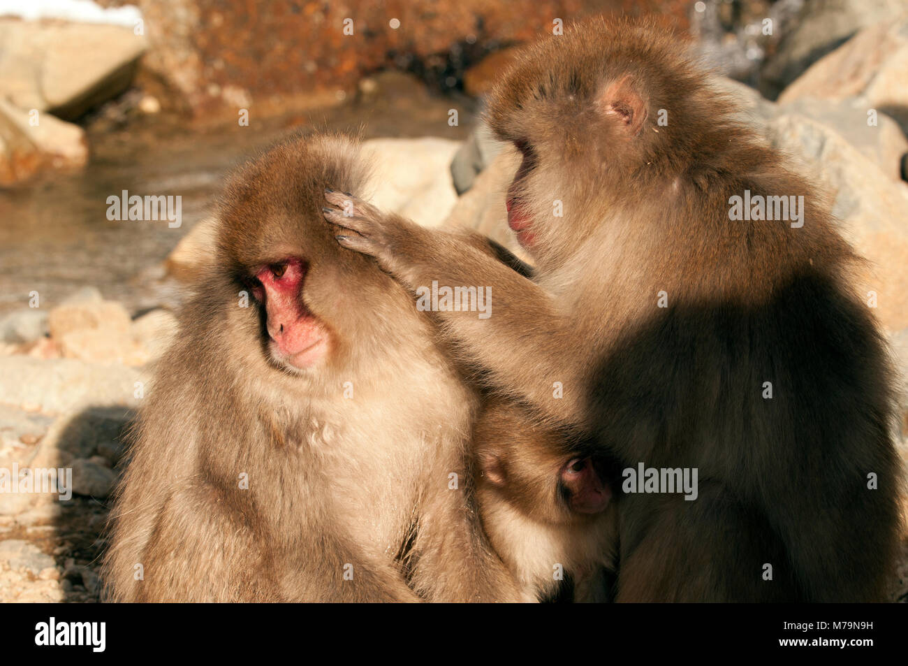 Japanese macaque or snow japanese monkey (Macaca fuscata), family ...