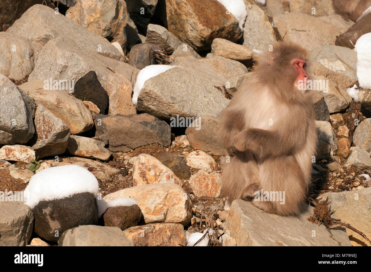 Japanese macaque or snow japanese monkey (Macaca fuscata),Japan Stock ...