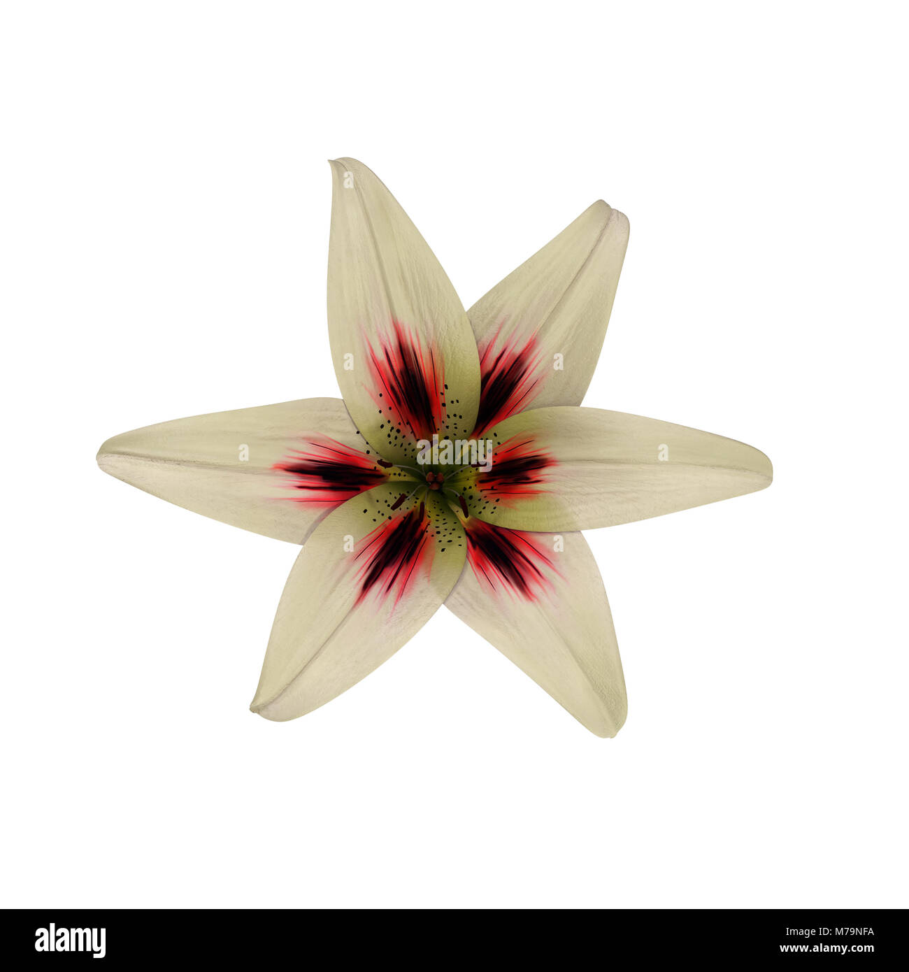Lily flower 3d render hi-res stock photography and images - Alamy