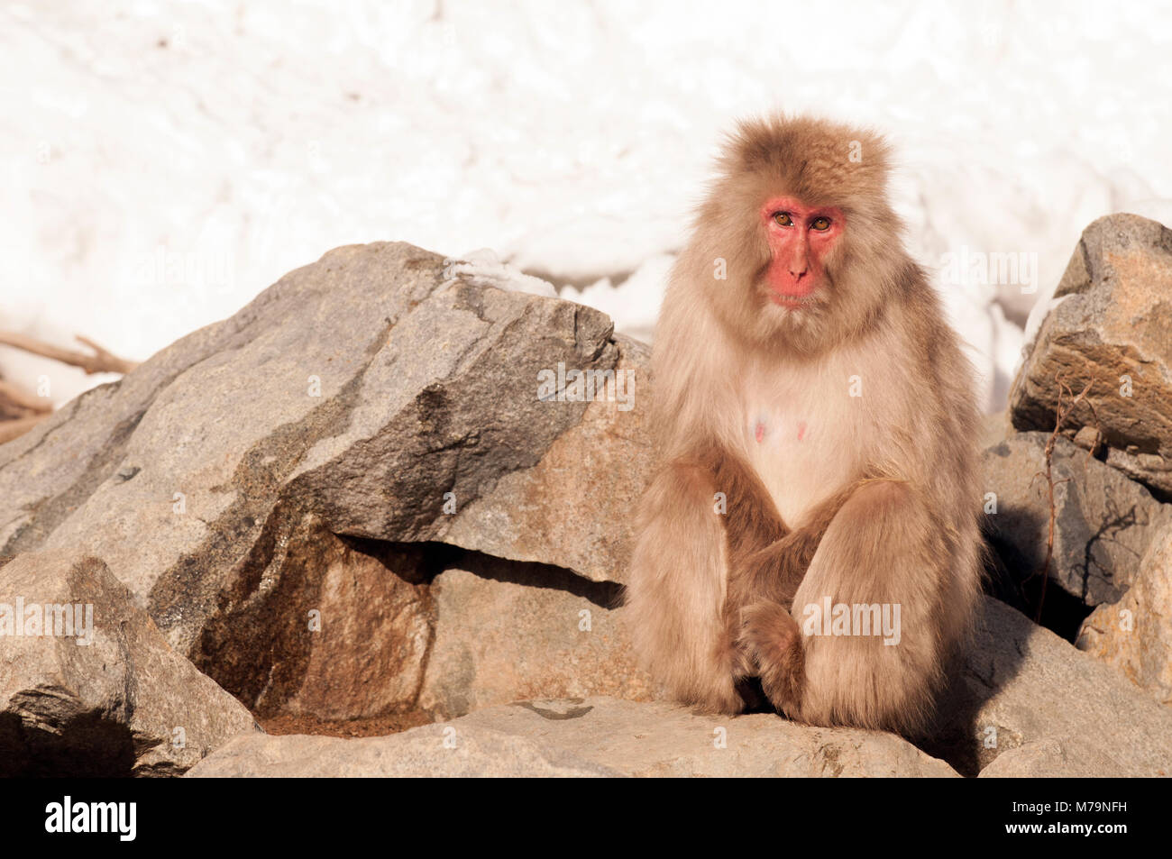 Japanese macaque or snow japanese monkey (Macaca fuscata),Japan Stock ...