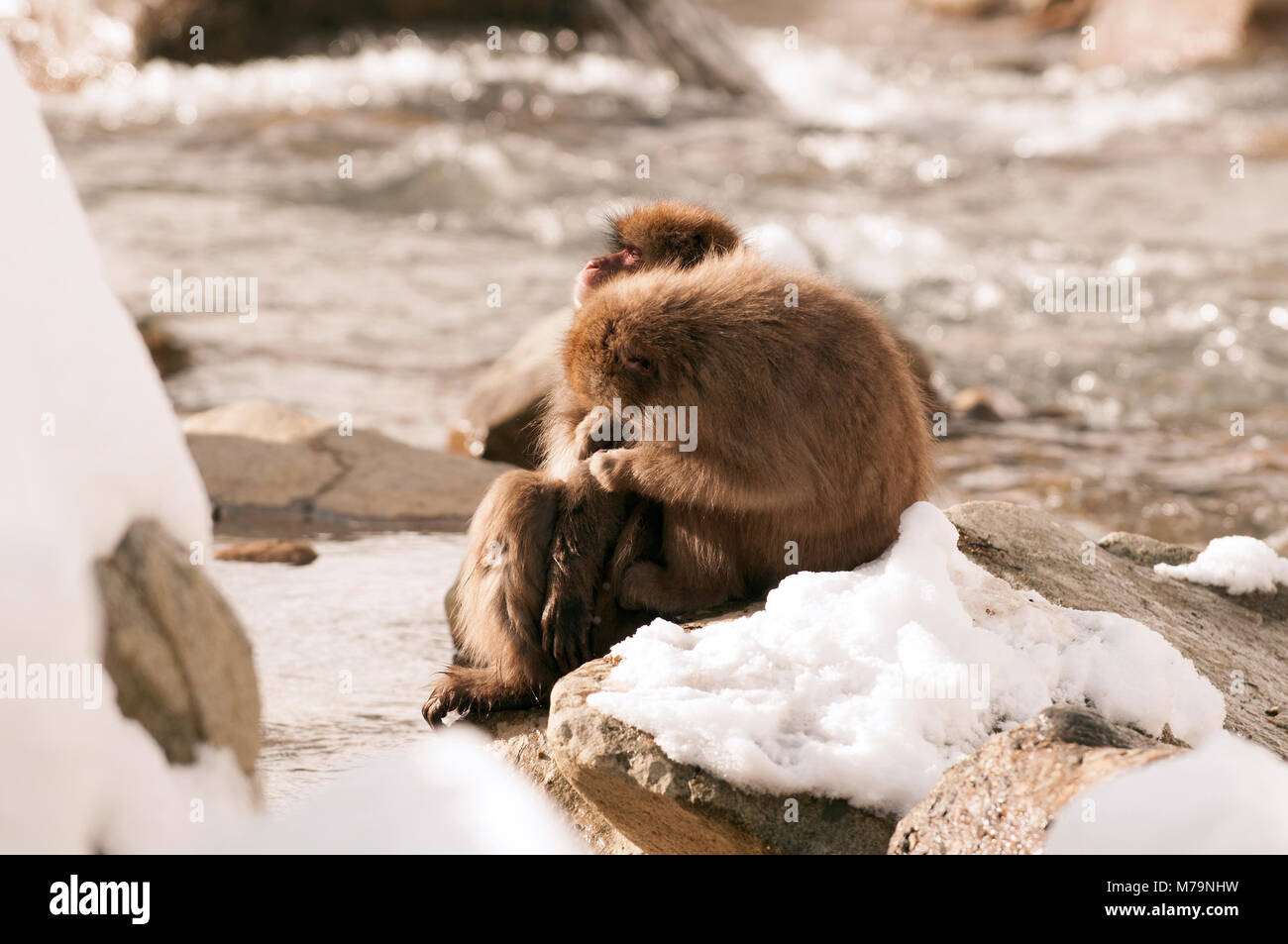 Japanese macaque or snow japanese monkey (Macaca fuscata),Japan Stock ...
