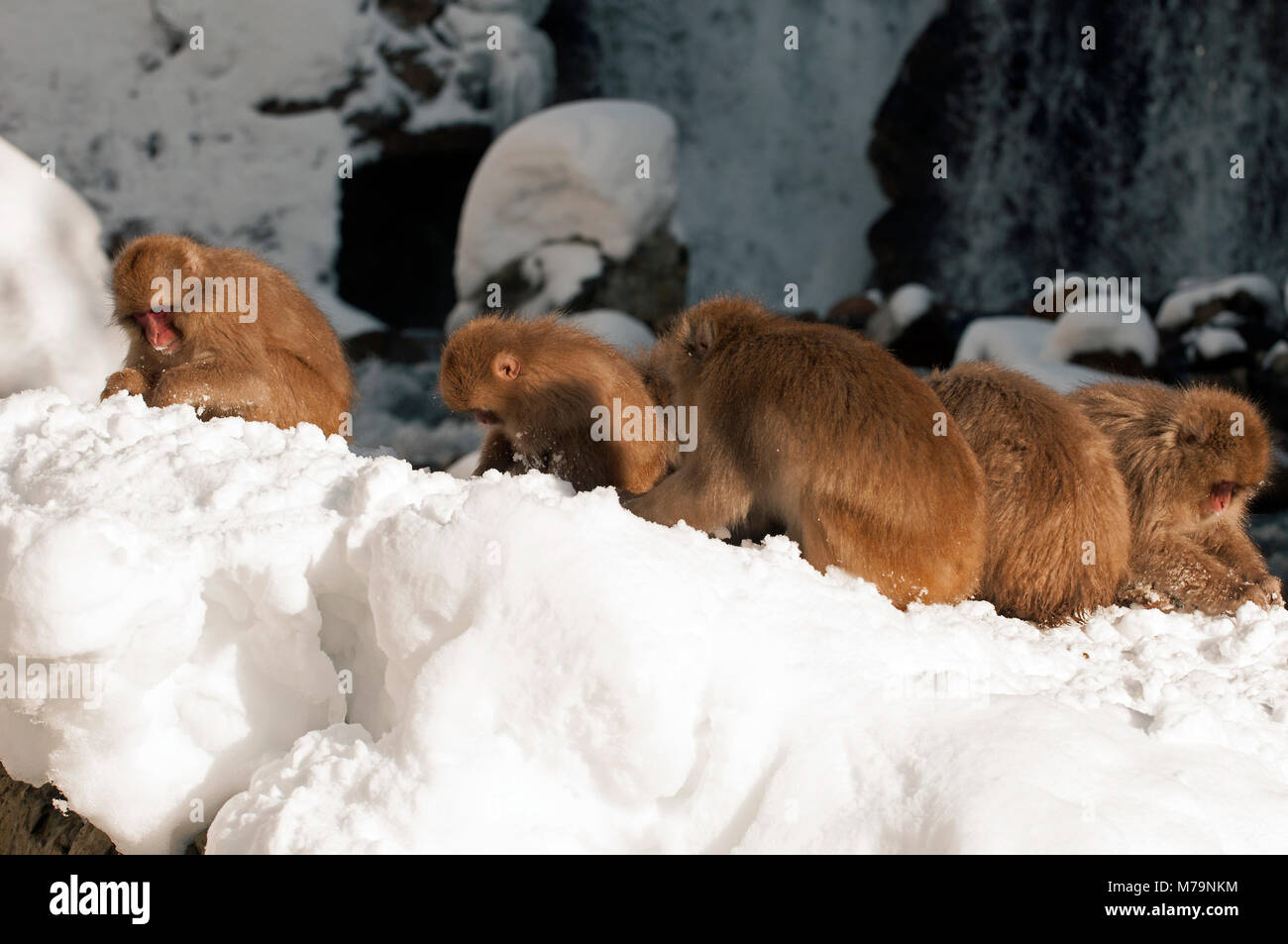 Japanese macaque or snow japanese monkey (Macaca fuscata) family, Japan ...