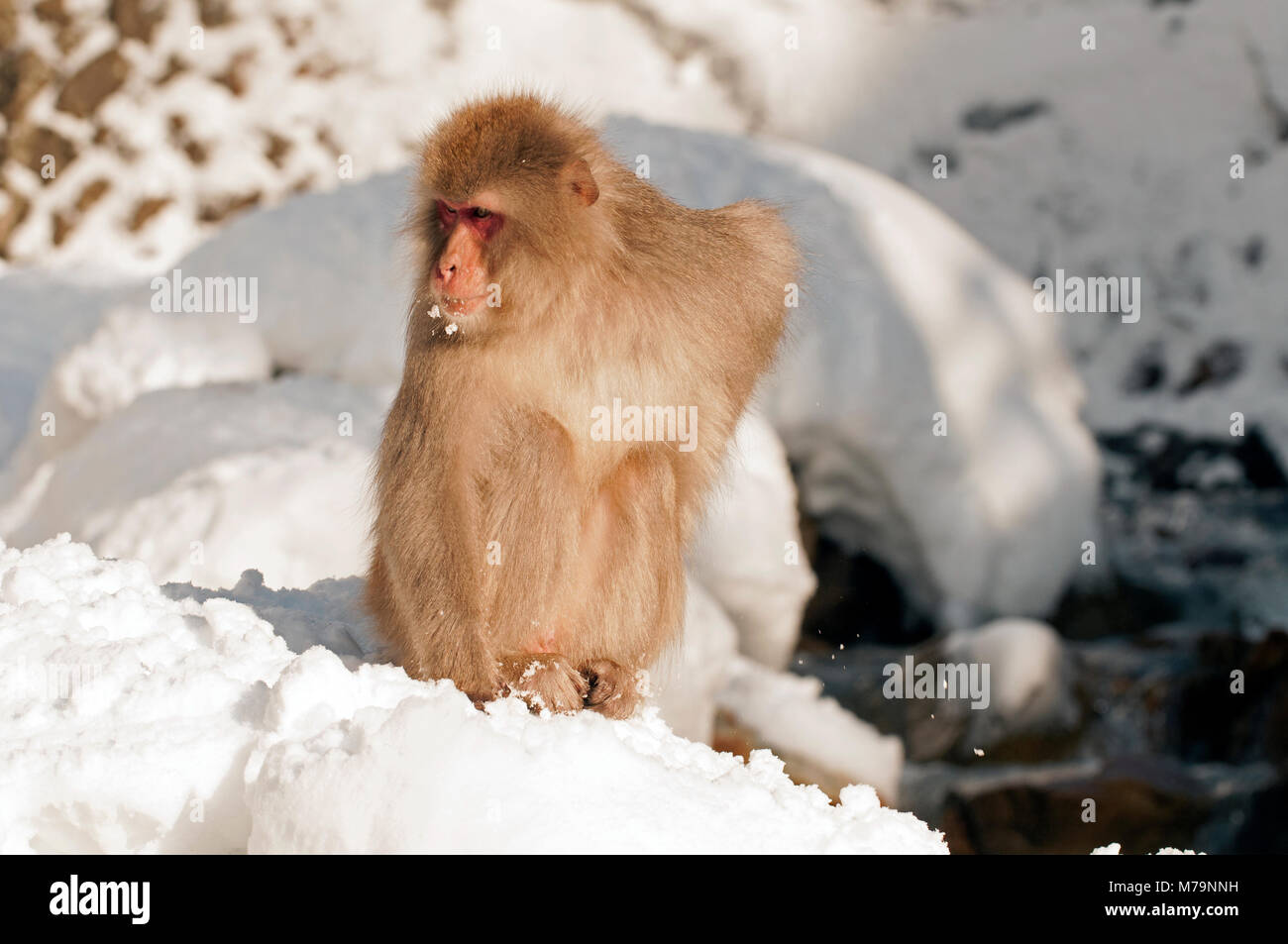 Japanese macaque or snow japanese monkey (Macaca fuscata), Japan Stock ...