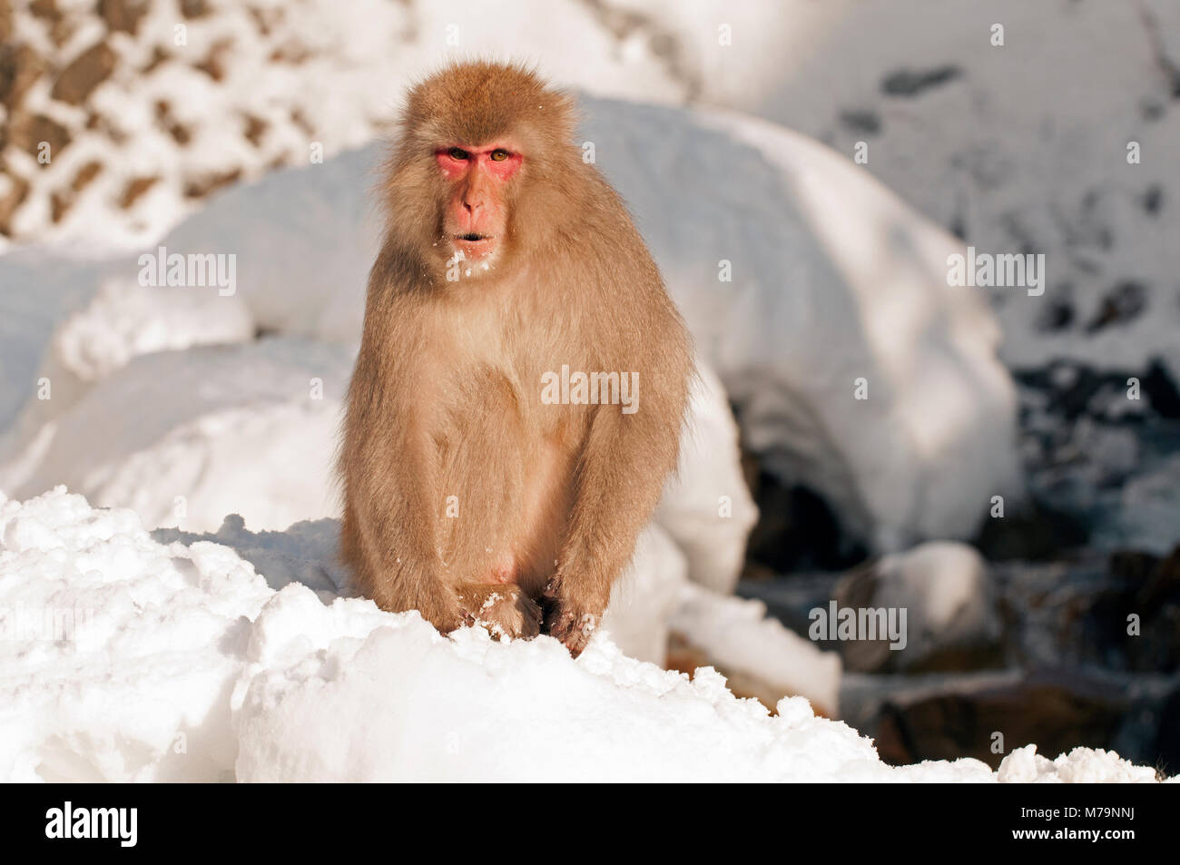 Japanese macaque or snow japanese monkey (Macaca fuscata), Japan Stock ...