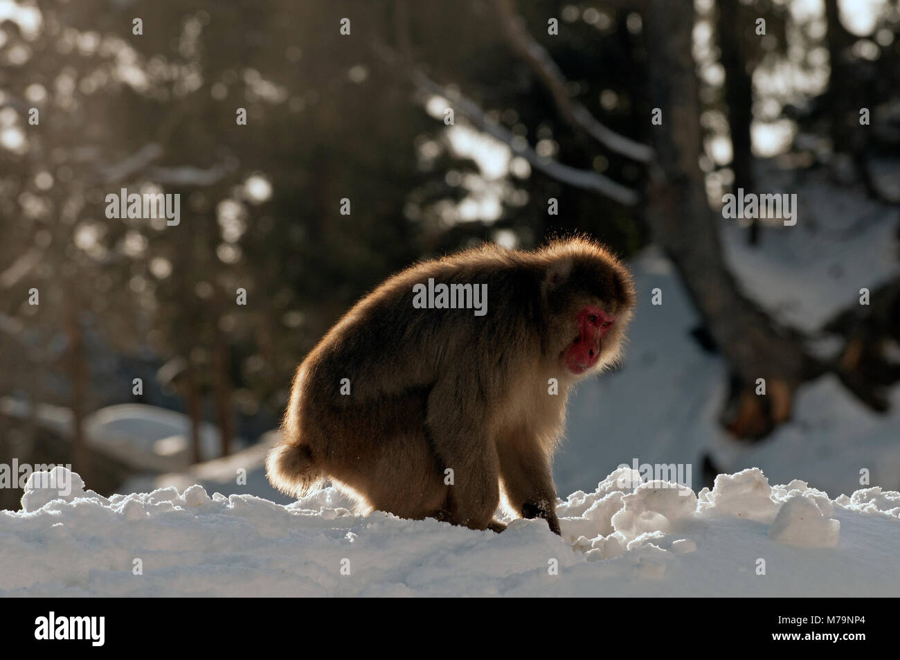 Japanese macaque or snow japanese monkey (Macaca fuscata), Japan Stock ...