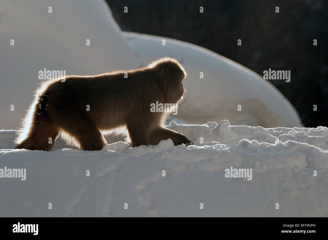 Japanese macaque or snow japanese monkey (Macaca fuscata), Japan Stock ...