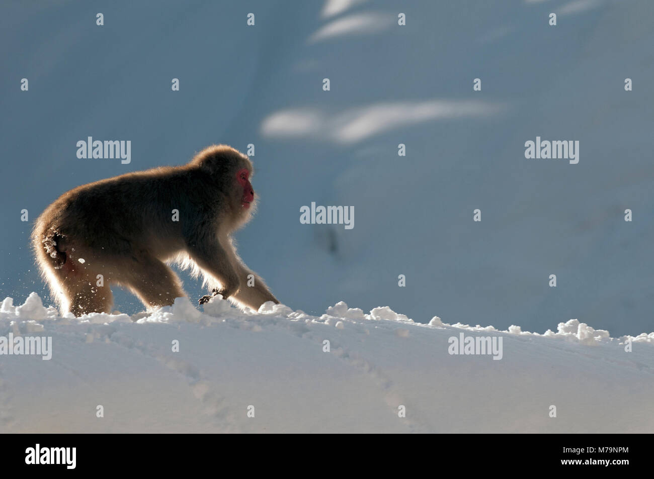 Japanese macaque or snow japanese monkey (Macaca fuscata), Japan Stock ...