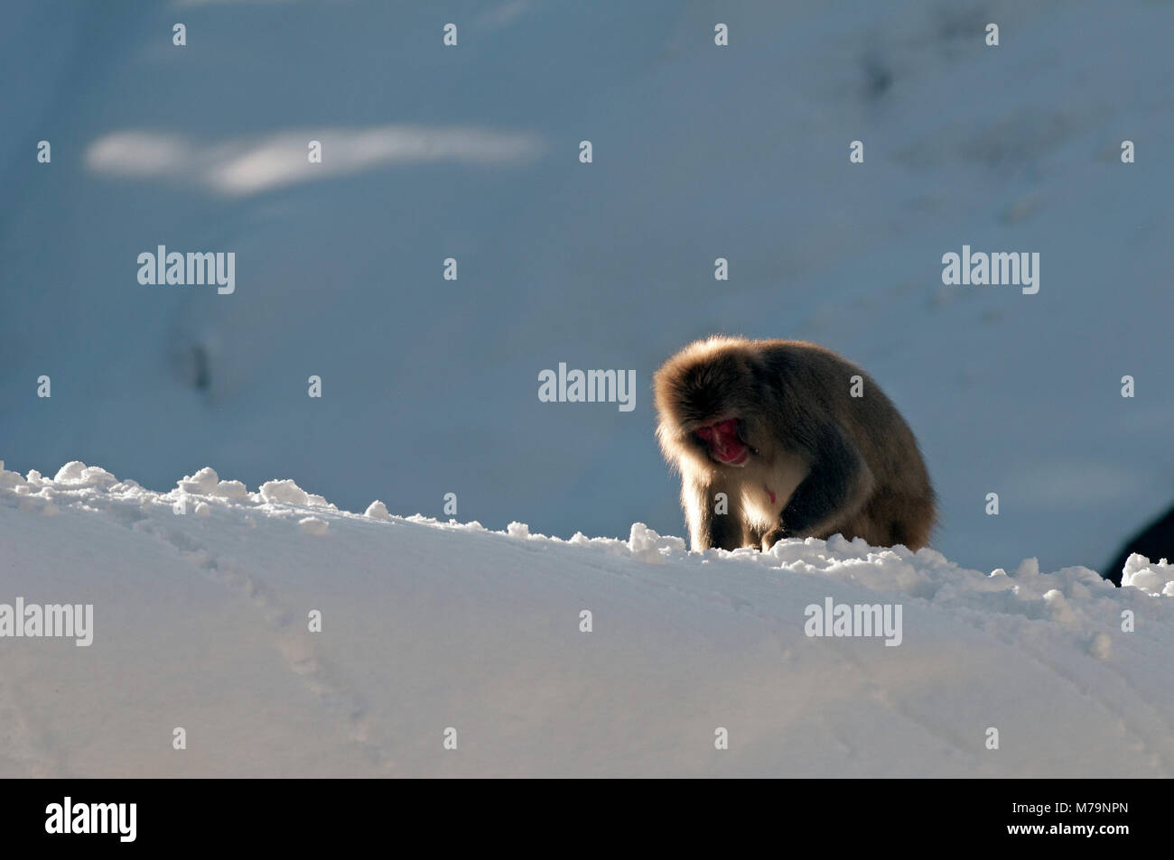 Japanese macaque or snow japanese monkey (Macaca fuscata), Japan Stock ...