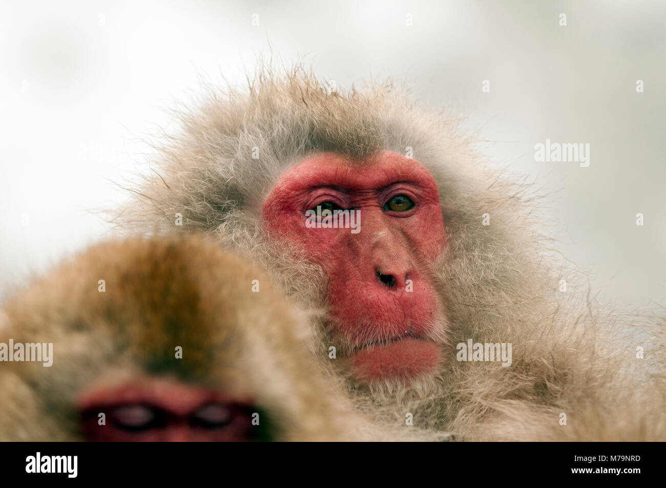 Japanese macaque or snow japanese monkey (Macaca fuscata) portrait ...