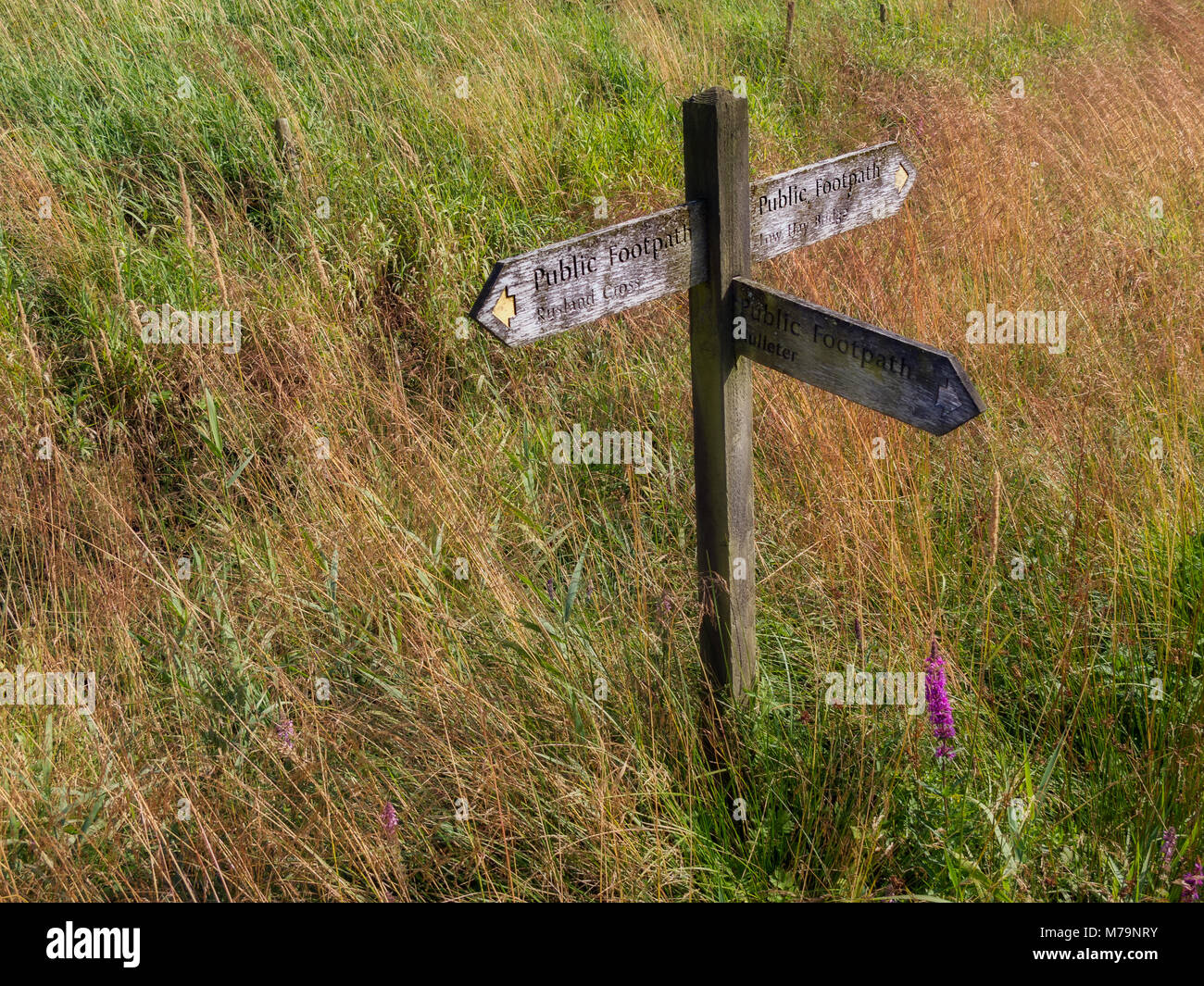 John strutt conservation foundation hi-res stock photography and images ...