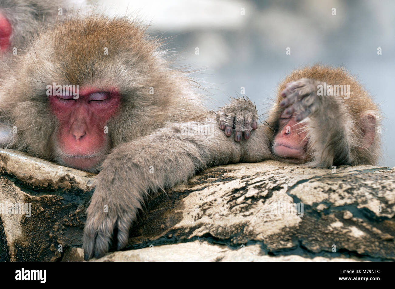 Mom japanese macaque baby hi-res stock photography and images - Alamy