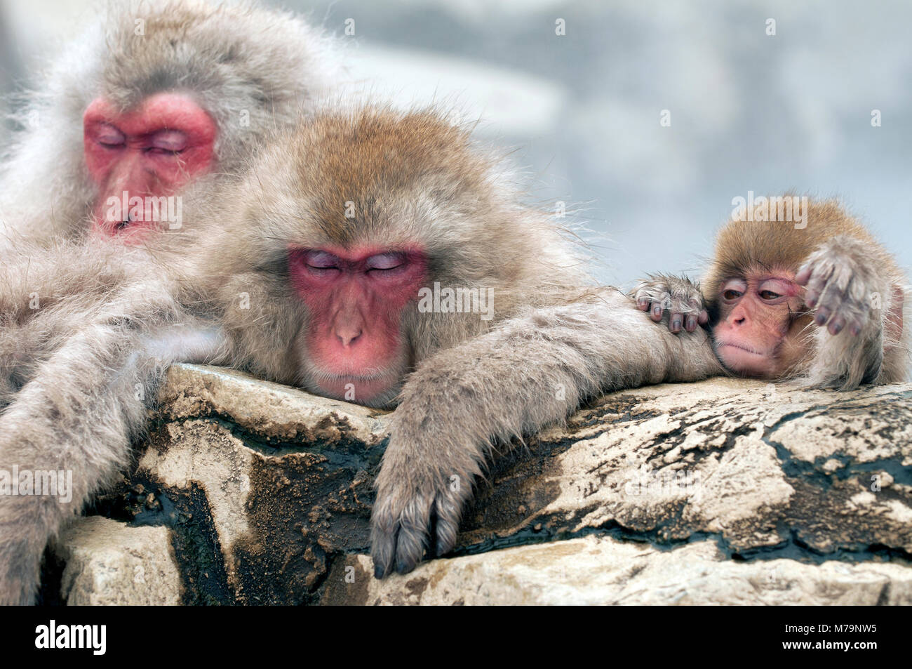 Japanese macaque or snow japanese monkey (Macaca fuscata) portrait ...