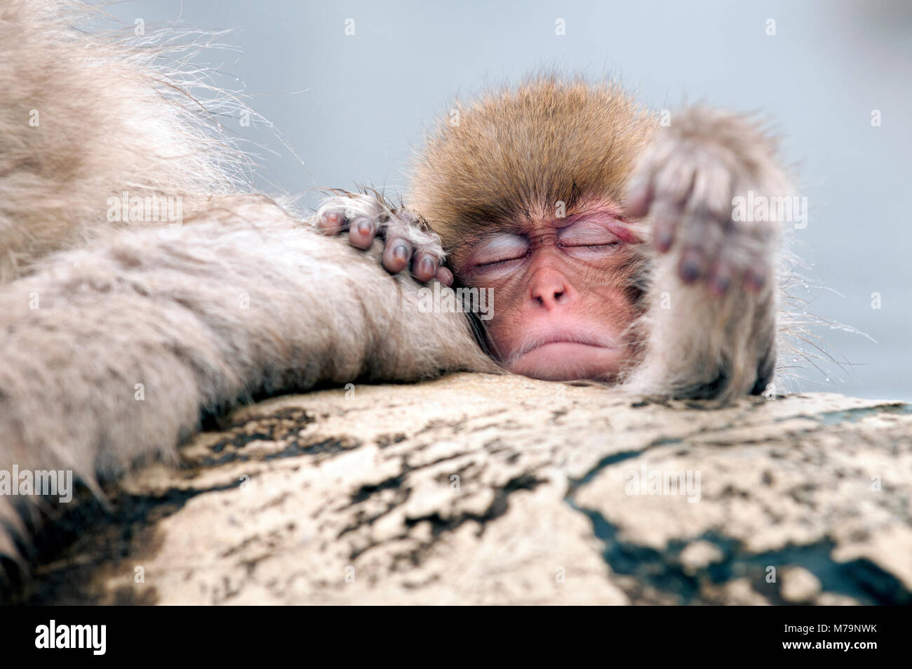 Japanese macaque or snow japanese monkey (Macaca fuscata) baby, Japan ...