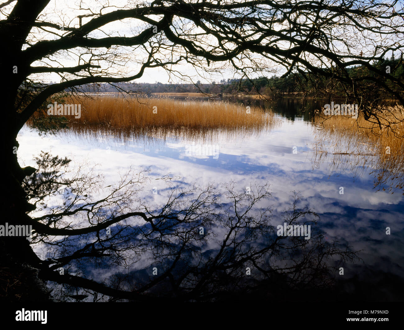 Medieval fish pond hi-res stock photography and images - Alamy