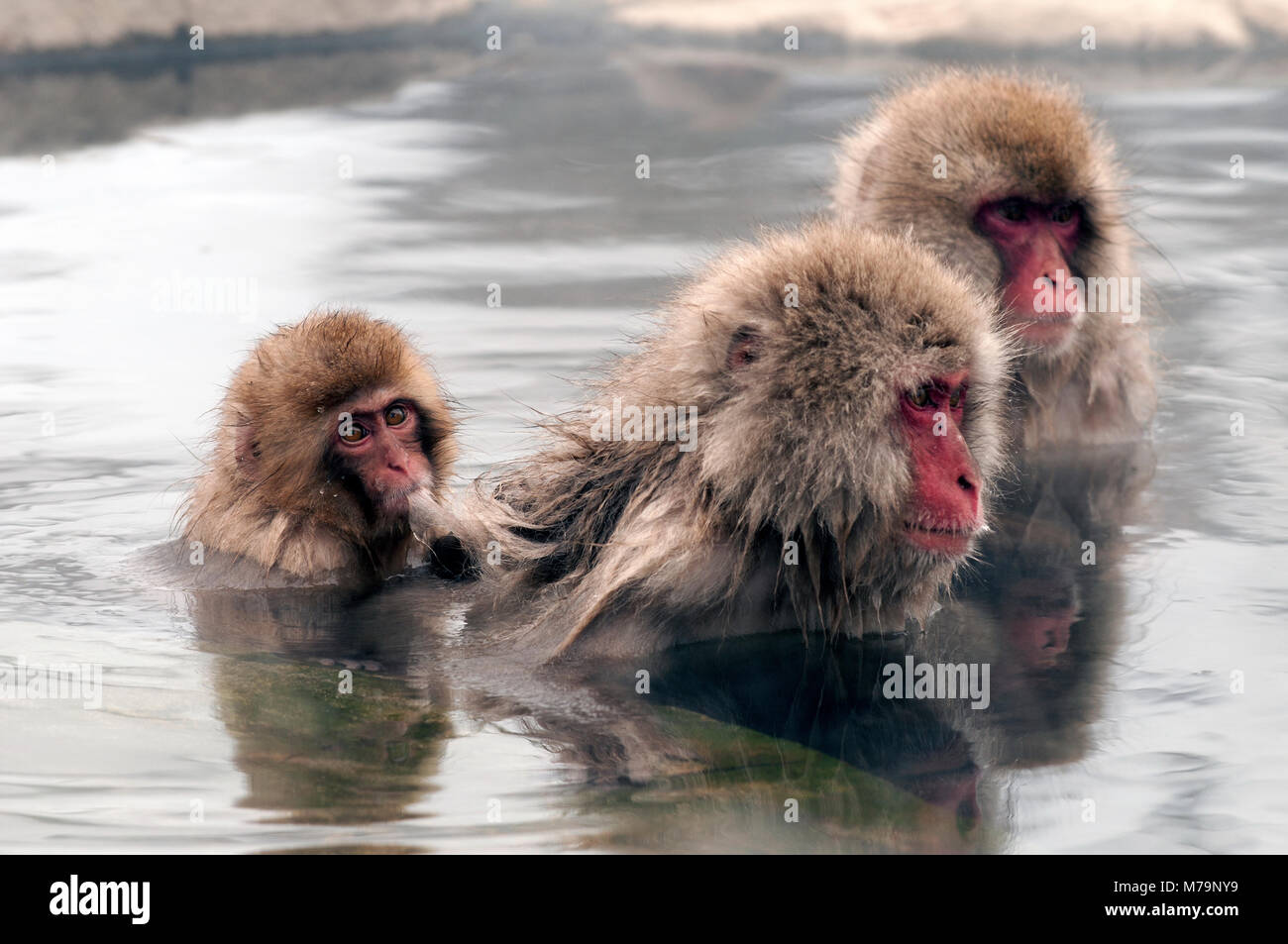 Japanese Macaque Snow Japanese Monkey Macaca Fuscata Family In Onsen ...