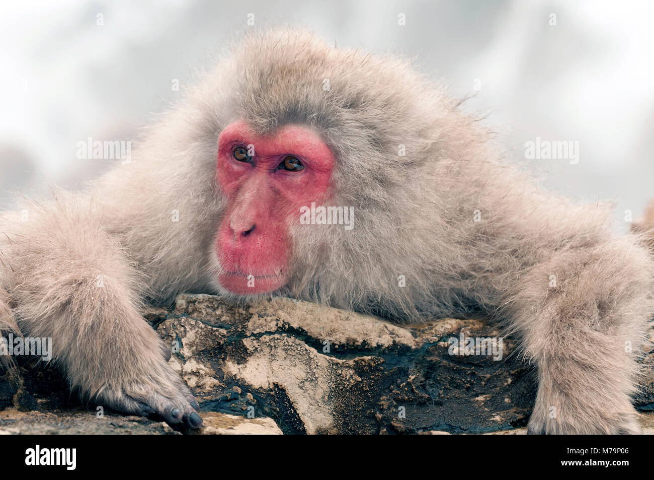 Japanese macaque or snow japanese monkey (Macaca fuscata), Japan Stock ...
