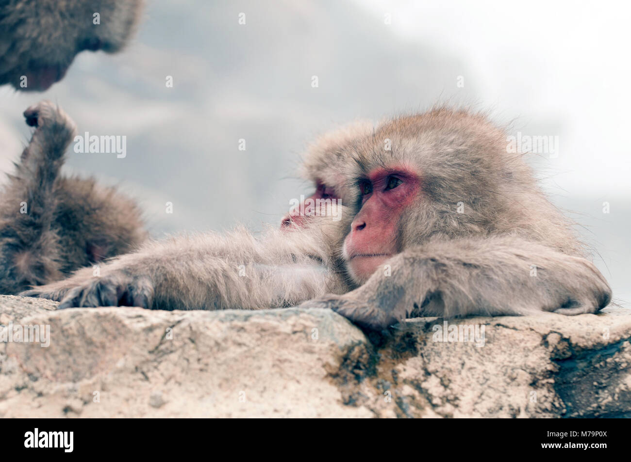 Japanese macaque or snow japanese monkey (Macaca fuscata), Japan Stock ...
