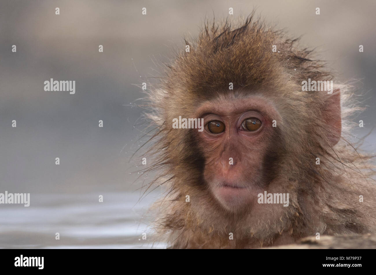 Japanese macaque or snow japanese monkey (Macaca fuscata) young, Japan ...