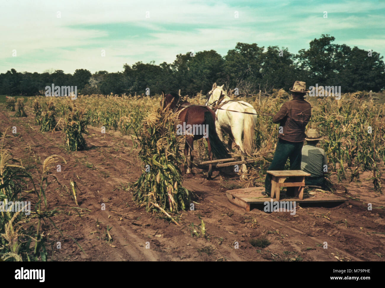 Gathering crops historical hi-res stock photography and images - Alamy