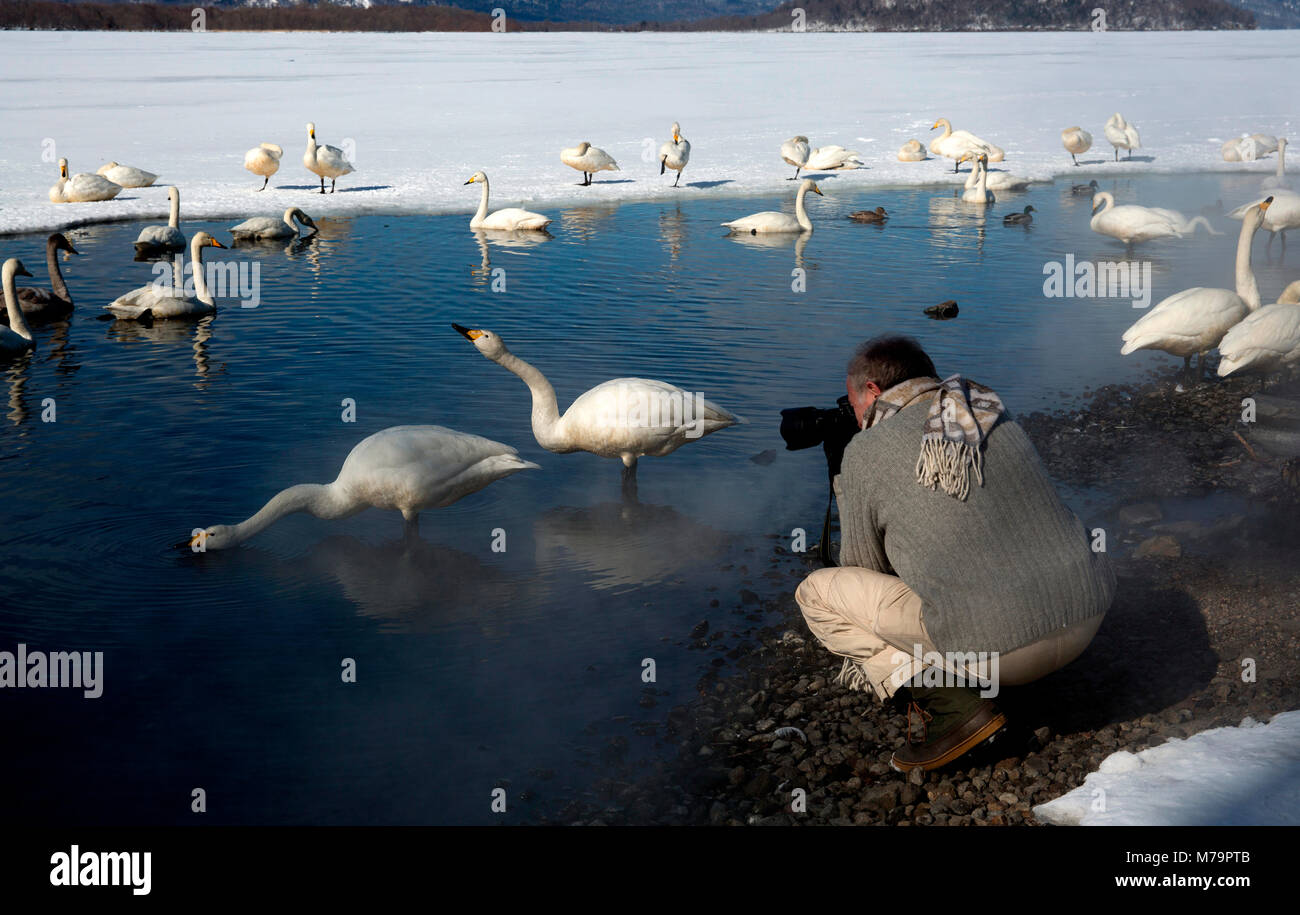 Photographer and swans in Japan Stock Photo - Alamy