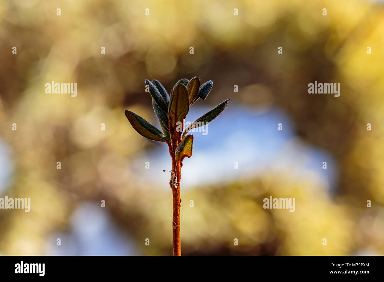 Macro shot cluster forest hi-res stock photography and images - Alamy