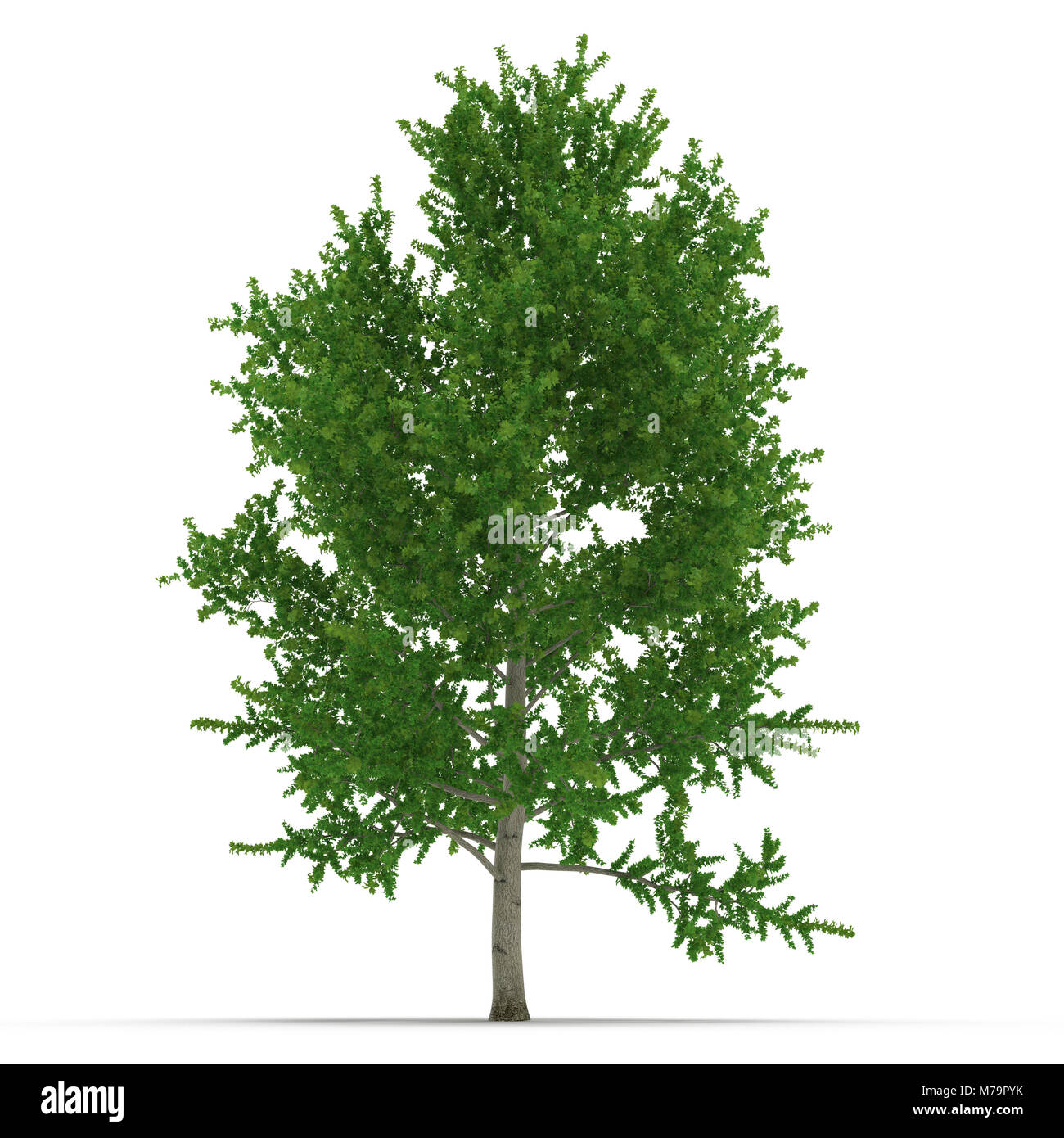 White poplar botanical illustration Cut Out Stock Images & Pictures - Alamy
