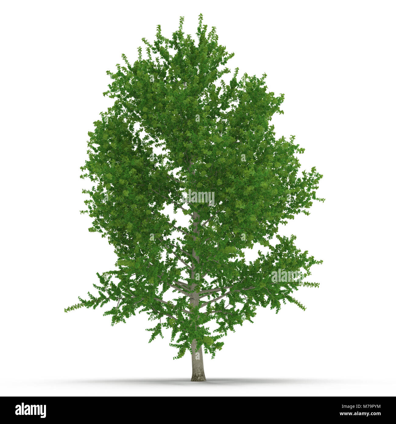 White poplar botanical illustration Cut Out Stock Images & Pictures - Alamy