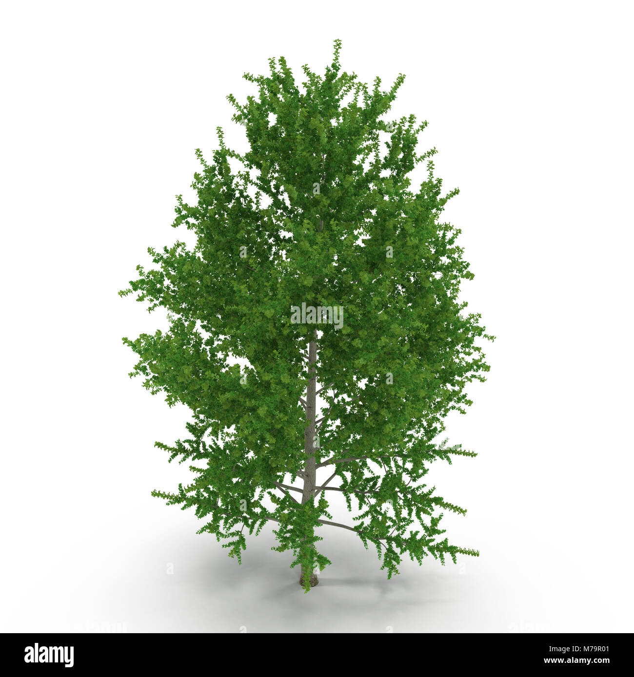 Green Poplar tree isolated on white background. 3D illustration Stock ...