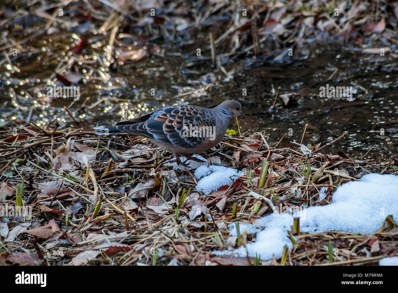 A small turtle dove looks for food in the forest after a recent snow in ...