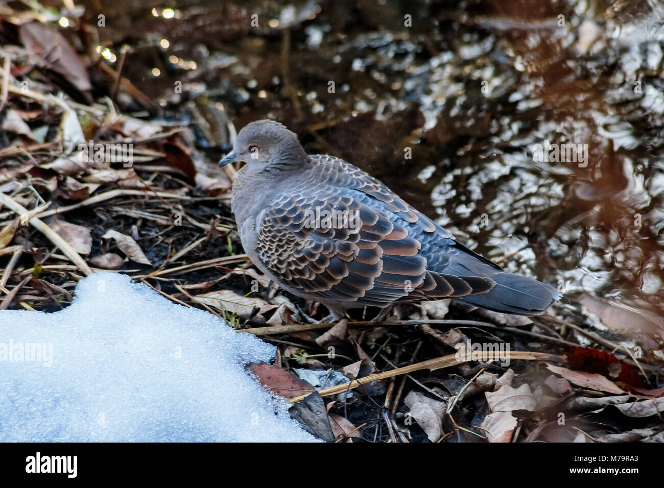 A small turtle dove looks for food in the forest after a recent snow in ...