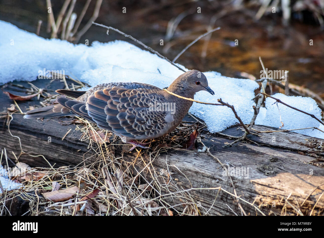 A small turtle dove looks for food in the forest after a recent snow in ...
