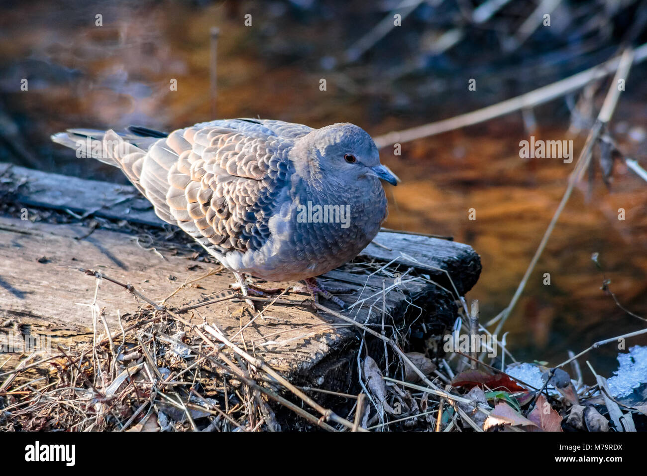 Eastern spotted dove hi-res stock photography and images - Alamy