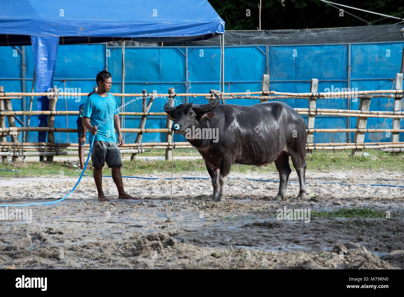 Water buffalo fight hi-res stock photography and images - Alamy