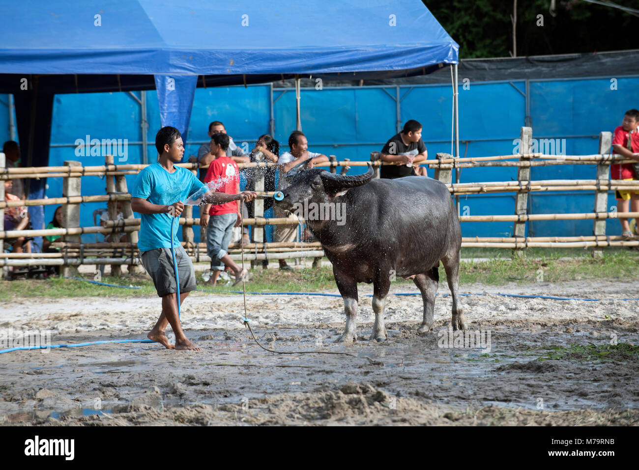 Thailand, fighting Buffalo (Bubalus bubalis), preparation before the ...