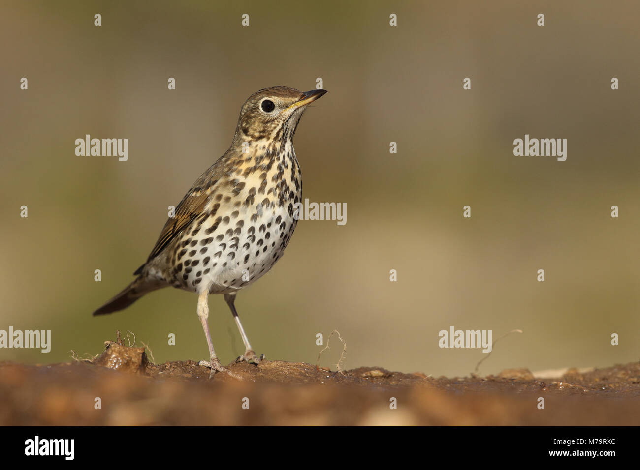 Song thrush - Turdus philomelos Stock Photo - Alamy