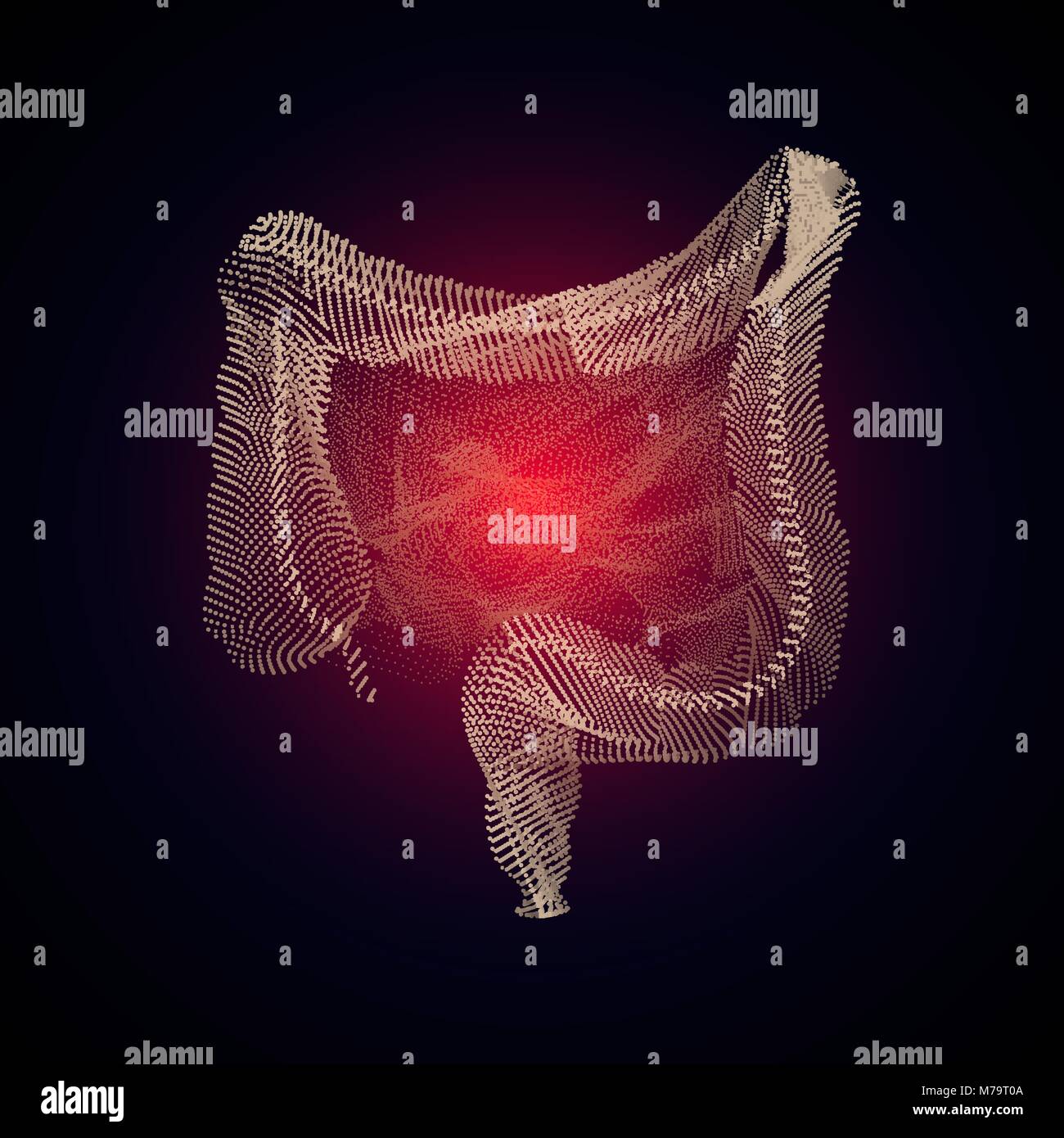Diagram of the human small intestine hi-res stock photography and ...