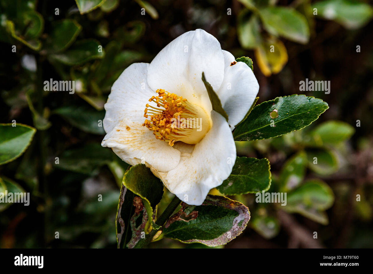 A white camellia flower opens on a large camellia tree in Yamato, Japan ...