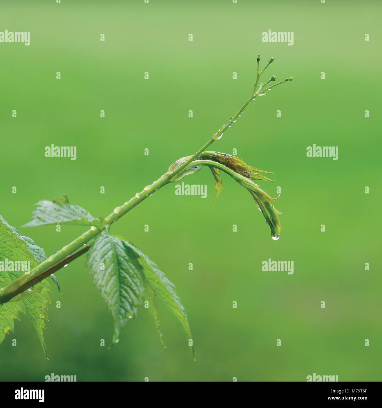 New Virginia Victoria Creeper Leaves, Early Summer Rain Raindrops, Wet ...