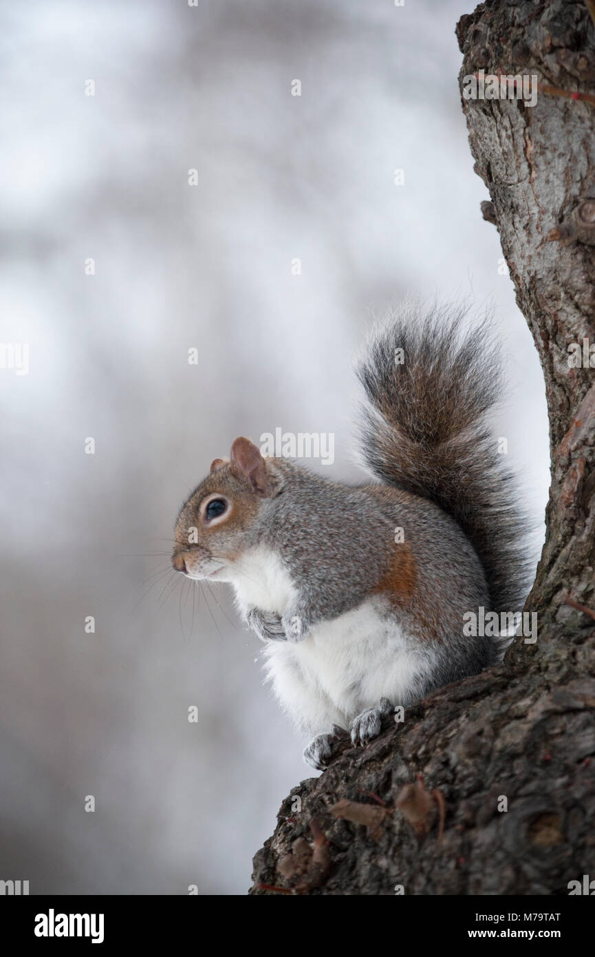 Uk squirrel hi-res stock photography and images - Alamy