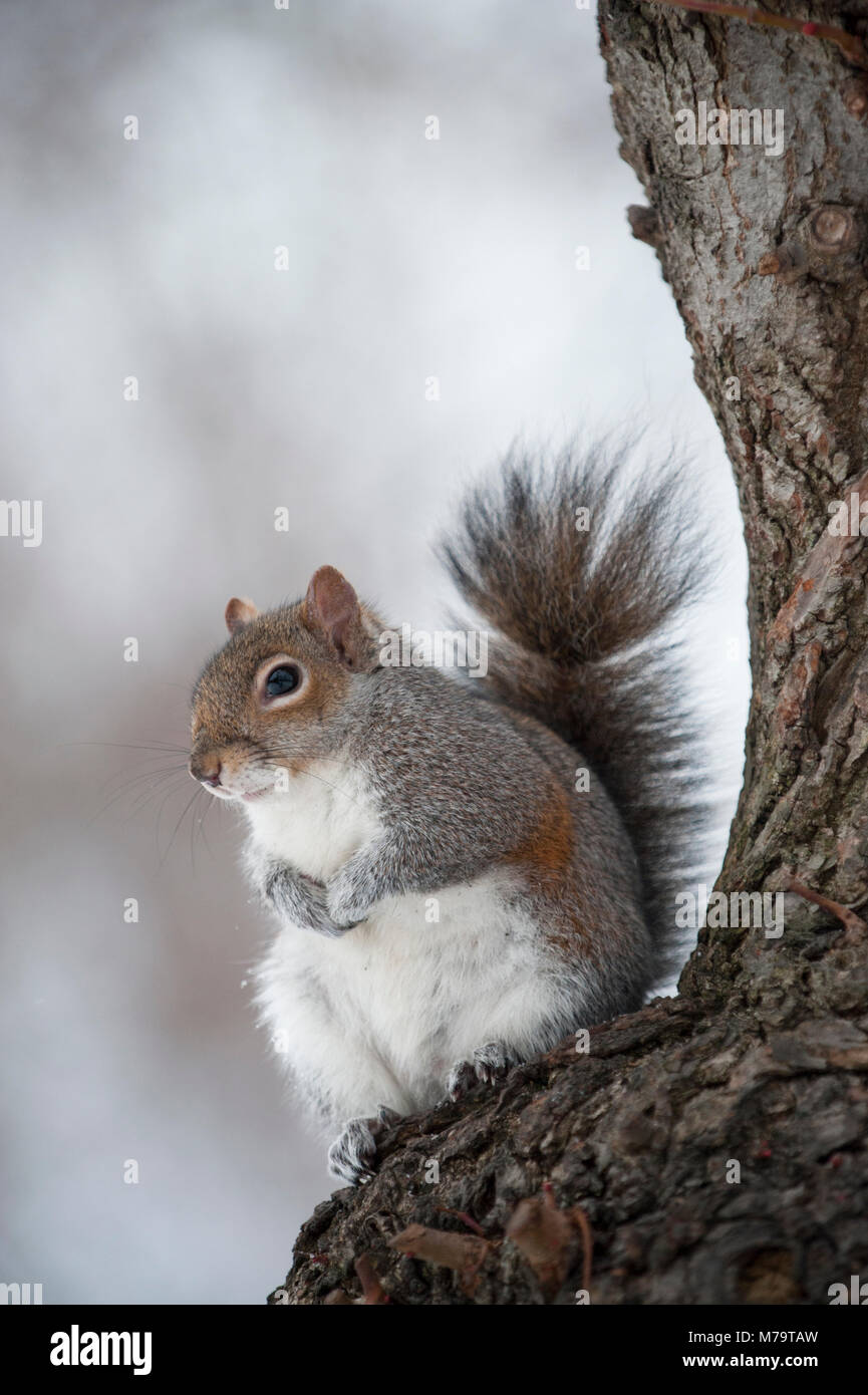 Squirrel squirrel tail bushy hi-res stock photography and images - Alamy