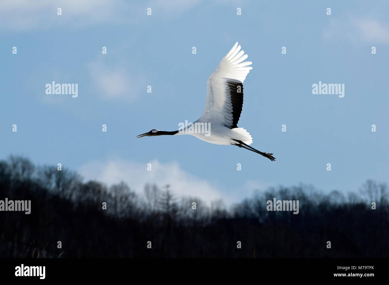 Japanese crane, Red-crowned crane (Grus japonensis) flying, Japan Stock ...