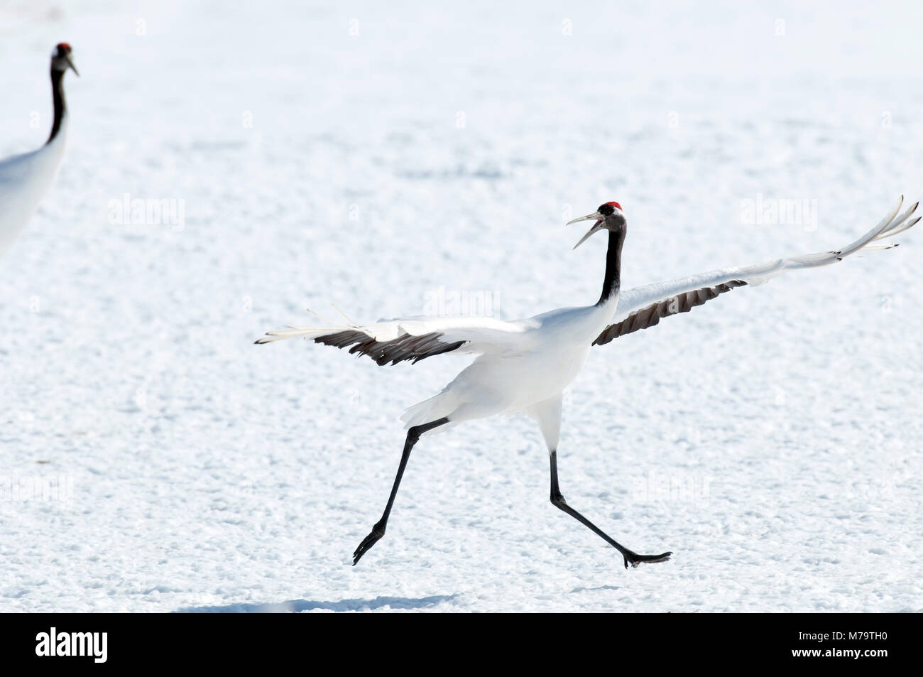 Japanese crane, Red-crowned crane (Grus japonensis) fighting, Japan ...